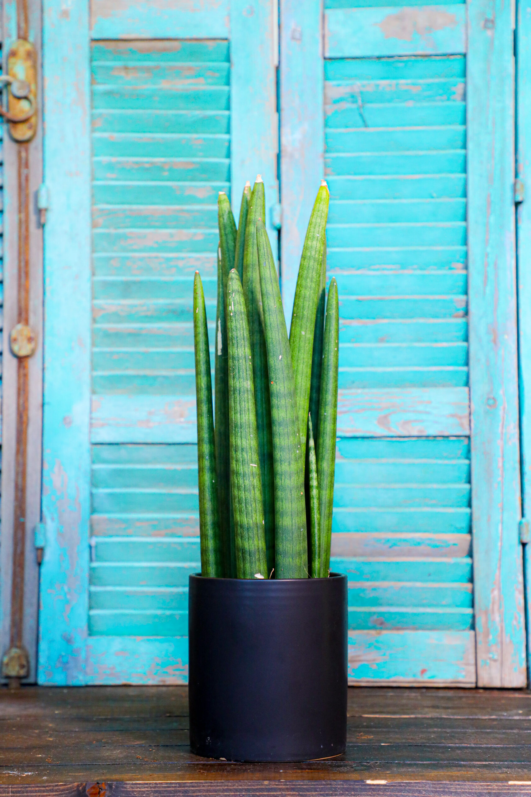Sansevieria cylindrica (Plant) – Nature by Marc Beyrouthy - Made by Nature