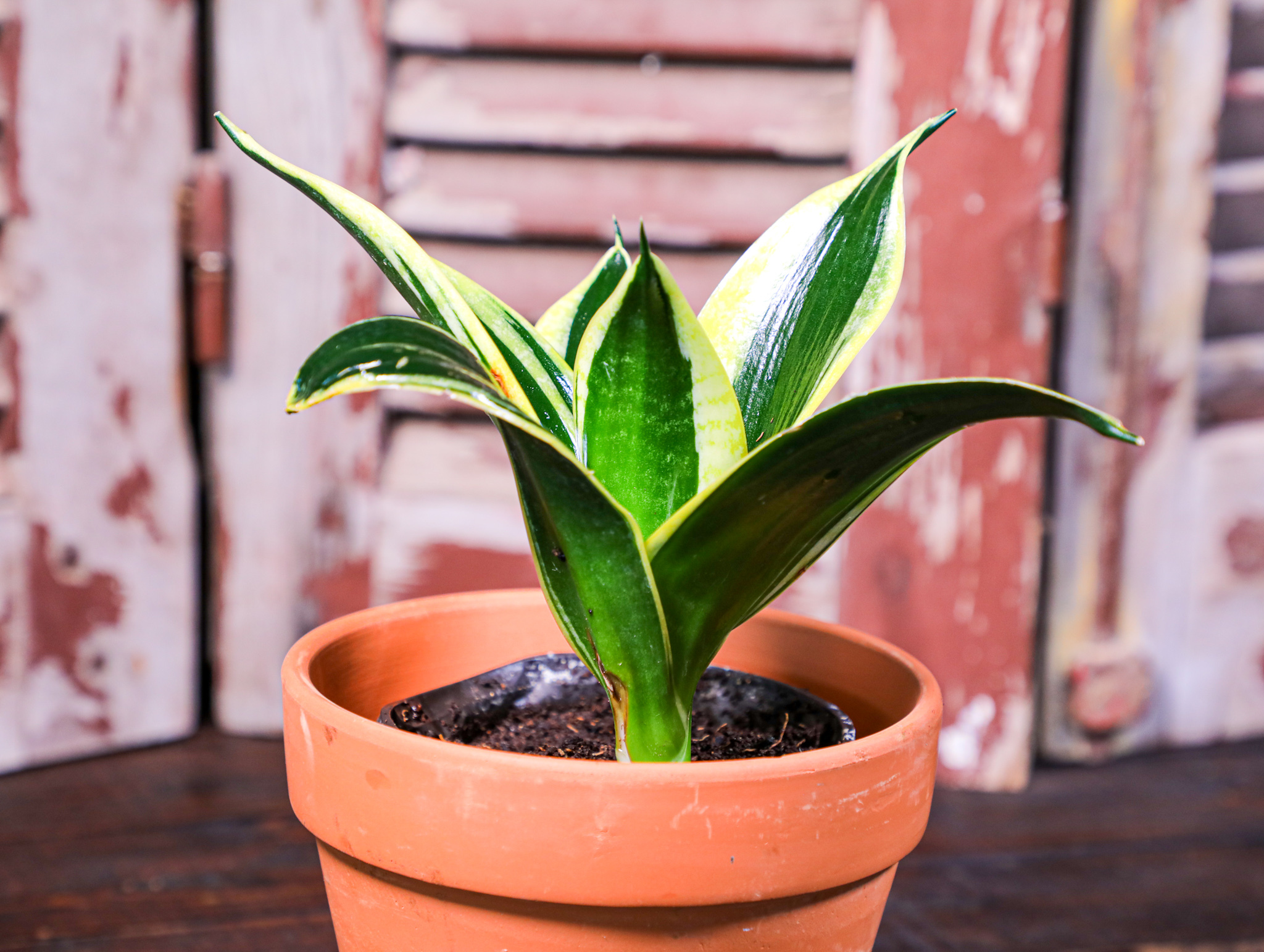 Sansevieria Trifasciata (Plant) – Nature by Marc Beyrouthy - Made by Nature