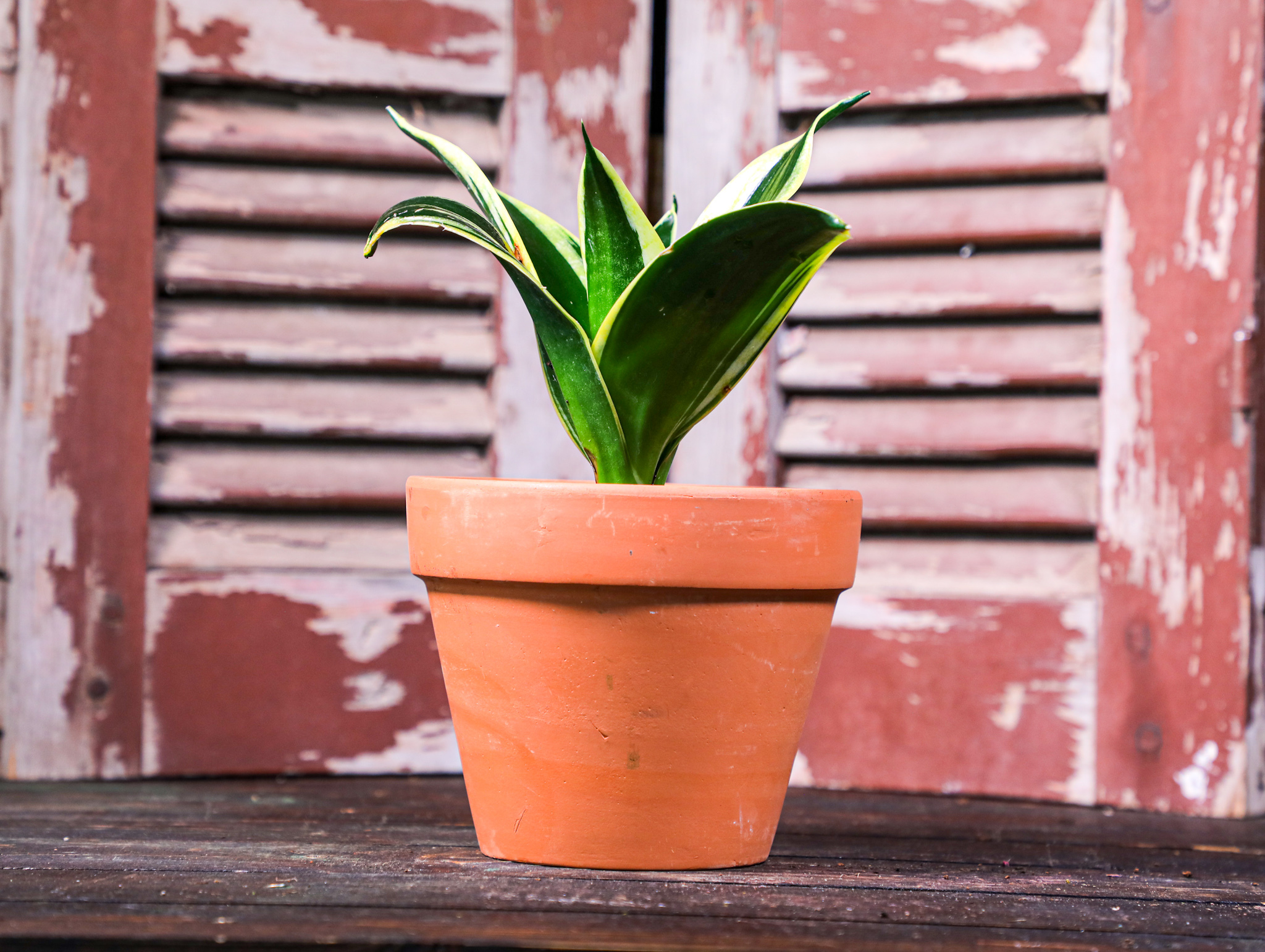 Sansevieria Trifasciata (Plant) – Nature by Marc Beyrouthy - Made by Nature